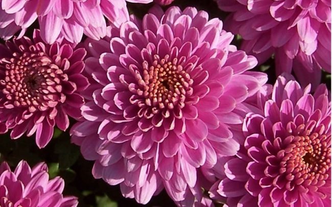 CHRYSANTHEMUM, MUCHOS SIGNIFICADOS EN UNA PLANTA
