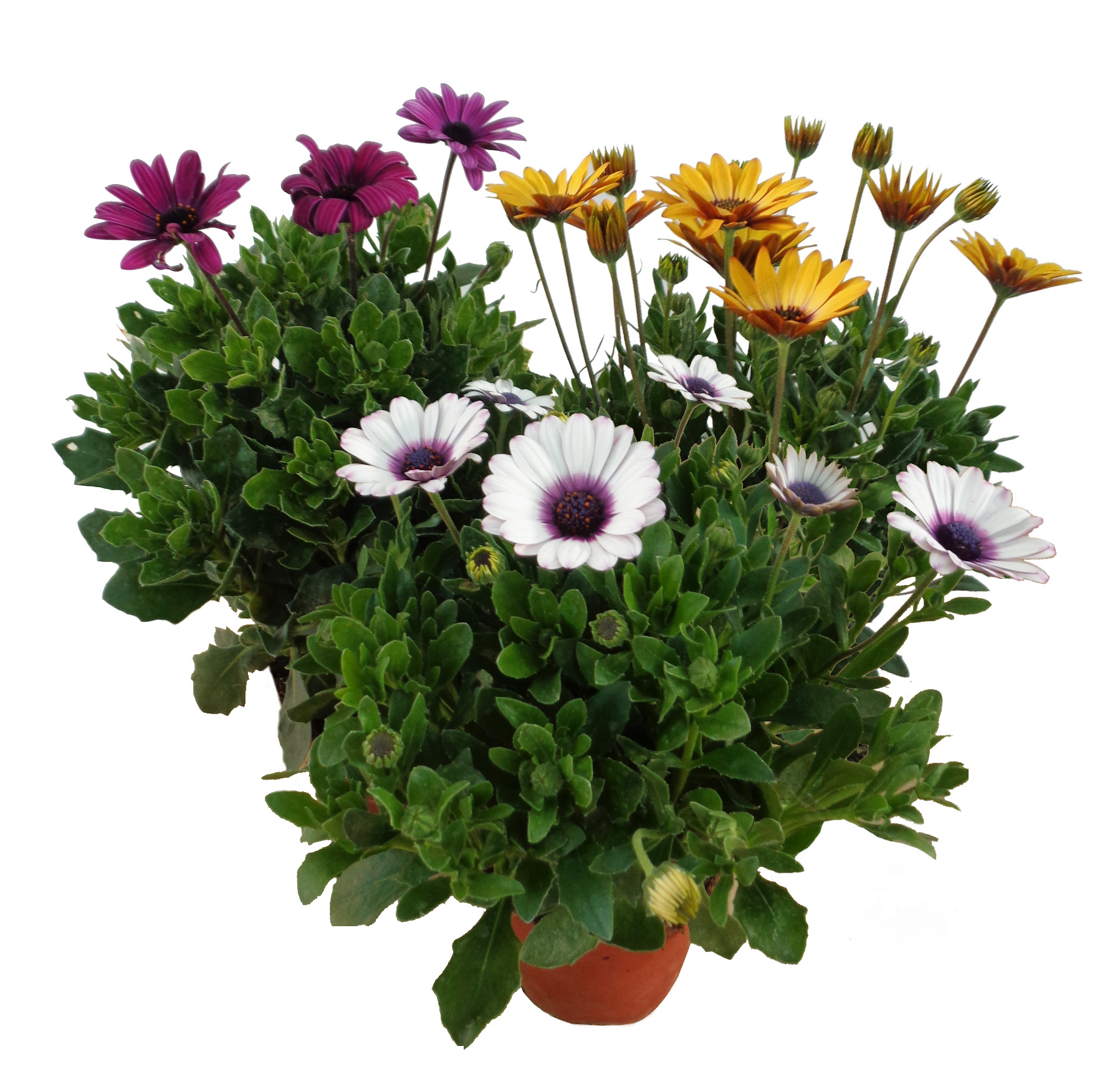 dimorphoteca-mix1 - Vivercid