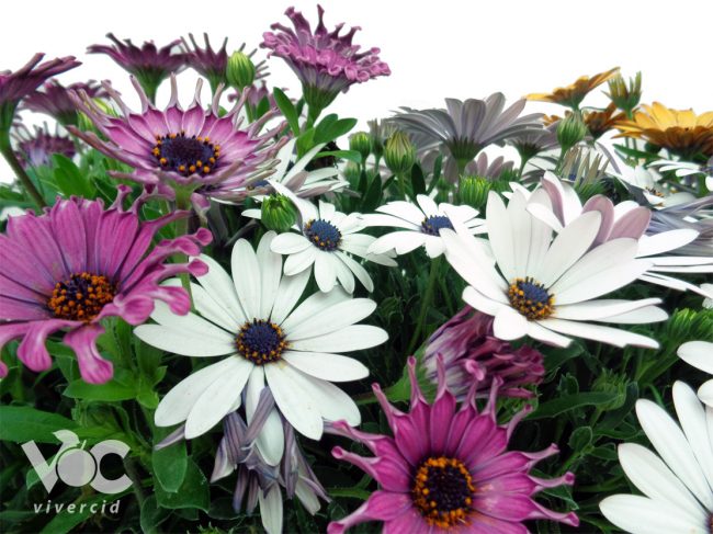 Cómo cuidar la dimorphoteca