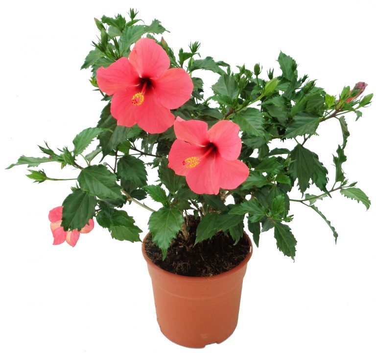 Hibiscus sinensis - Vivercid