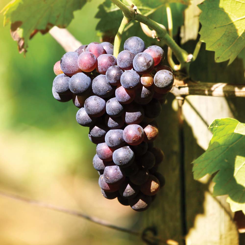 vitis-vinifera - Vivercid