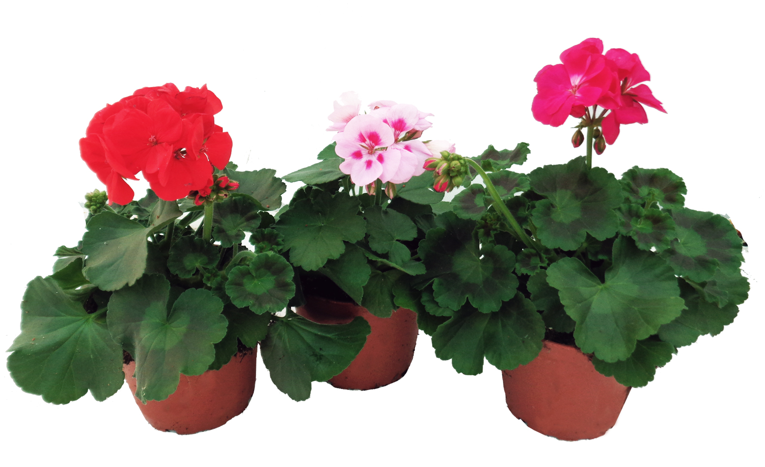 GERANIO ZONAL - Vivercid