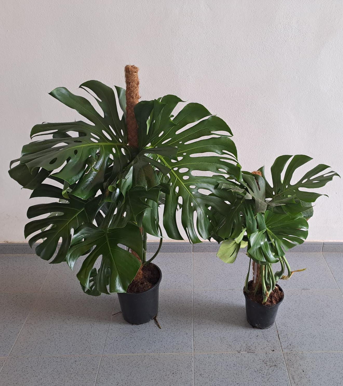 MONSTERA-DELICIOSA-TUTOR-C19-C24 - Vivercid