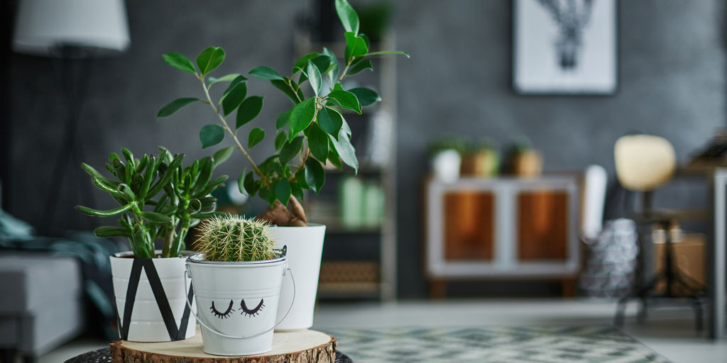 Macetas en casa - Vivercid