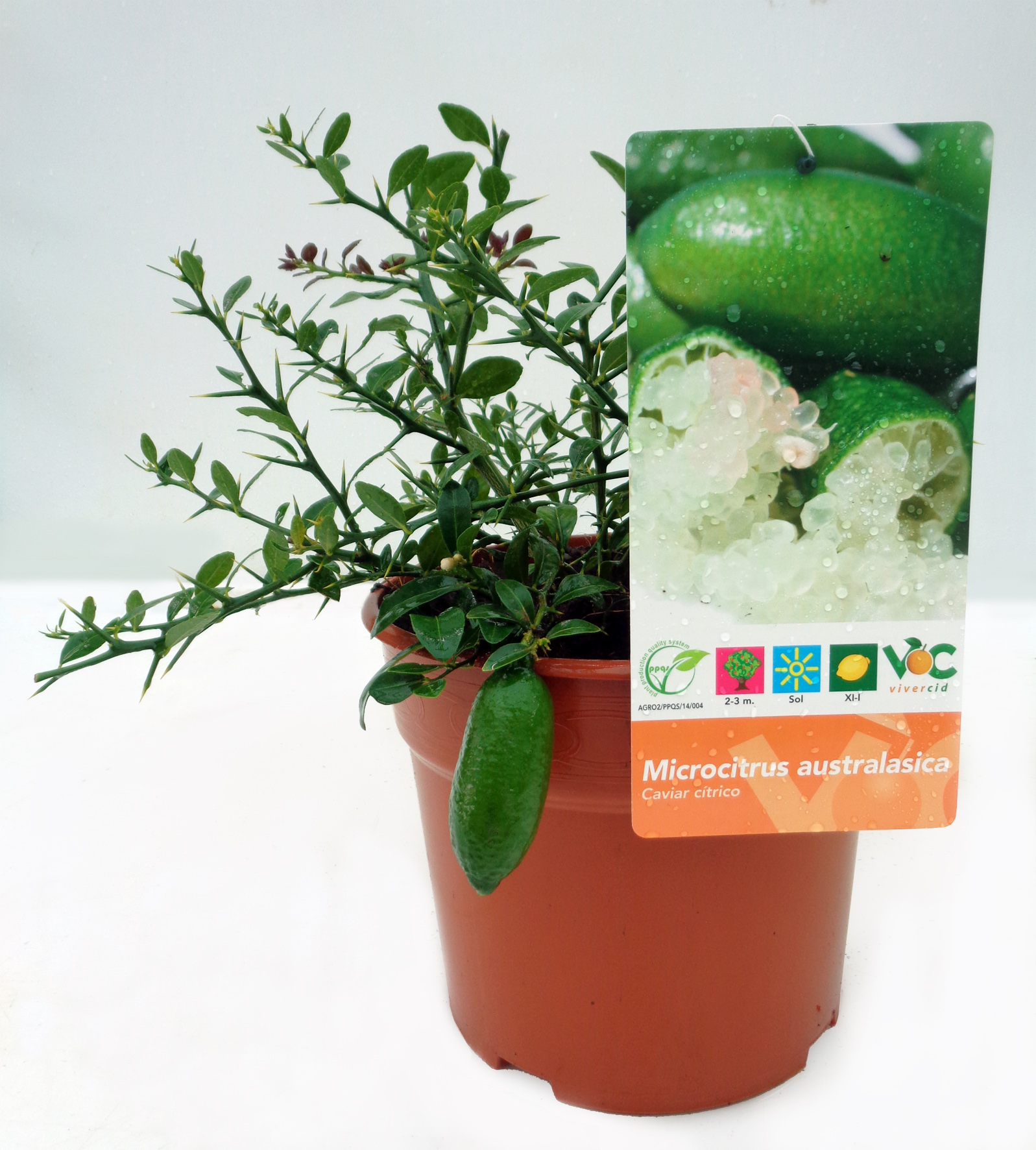 Microcitrus australasica 5L Vivercid - Vivercid