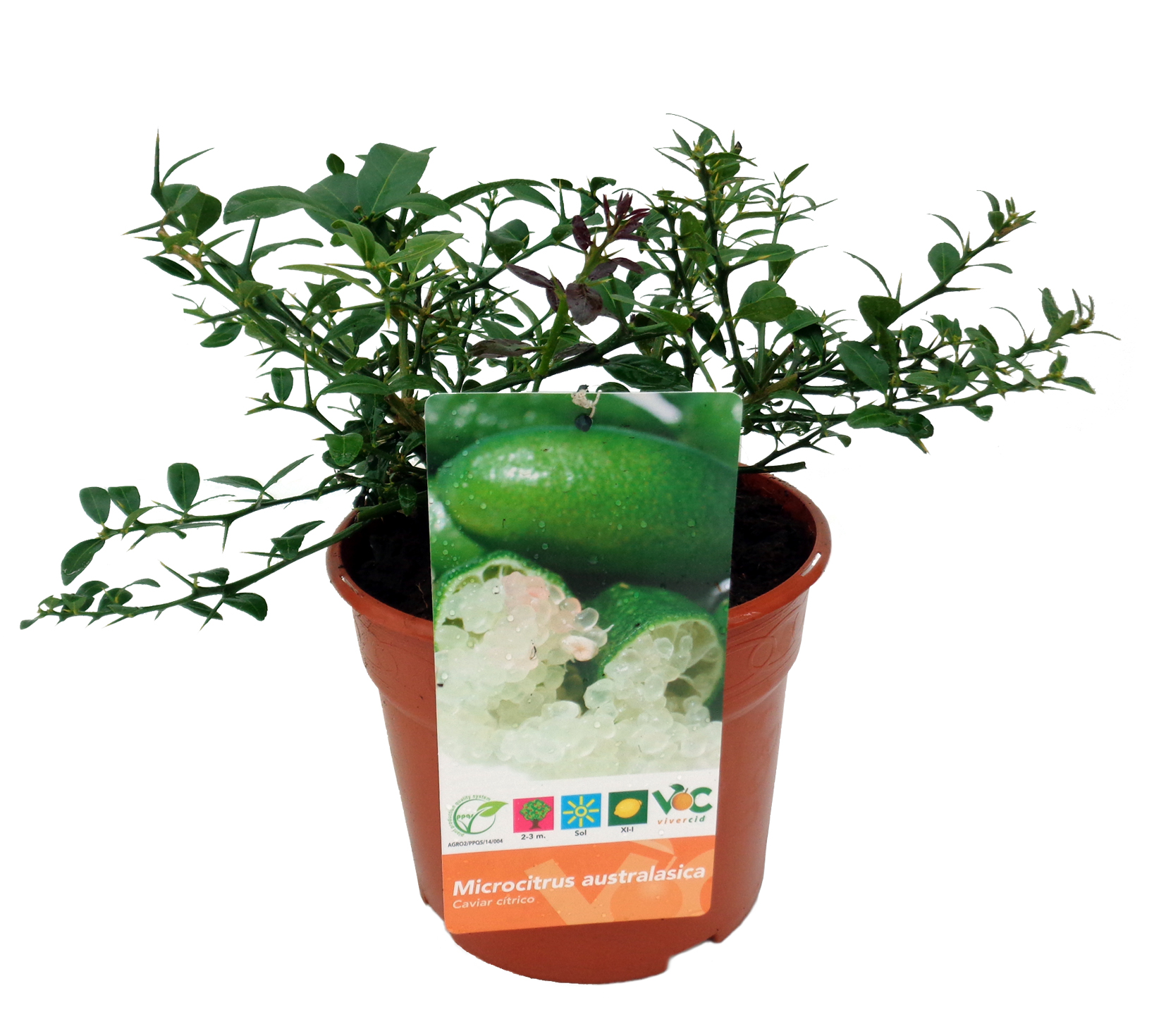 Microcitrus australasica 5L - Vivercid