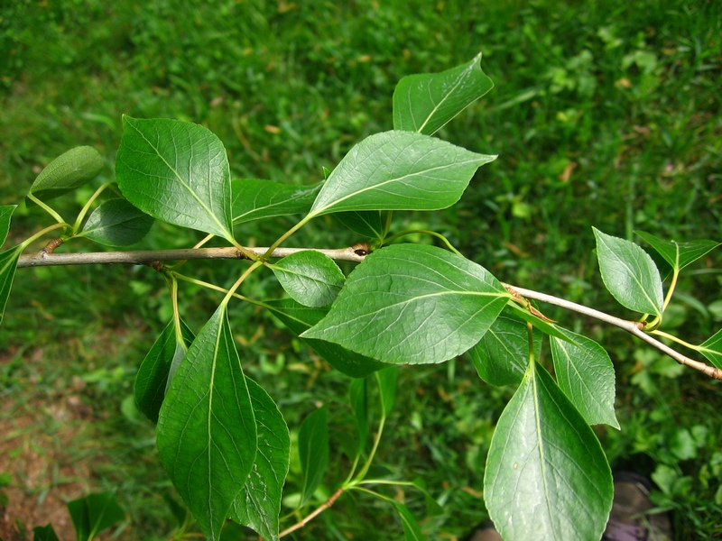 POPULUS SIMONII - Vivercid