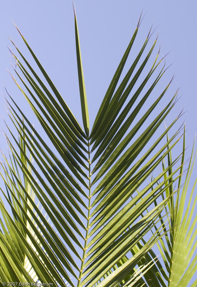 Phoenix humilis - Vivercid