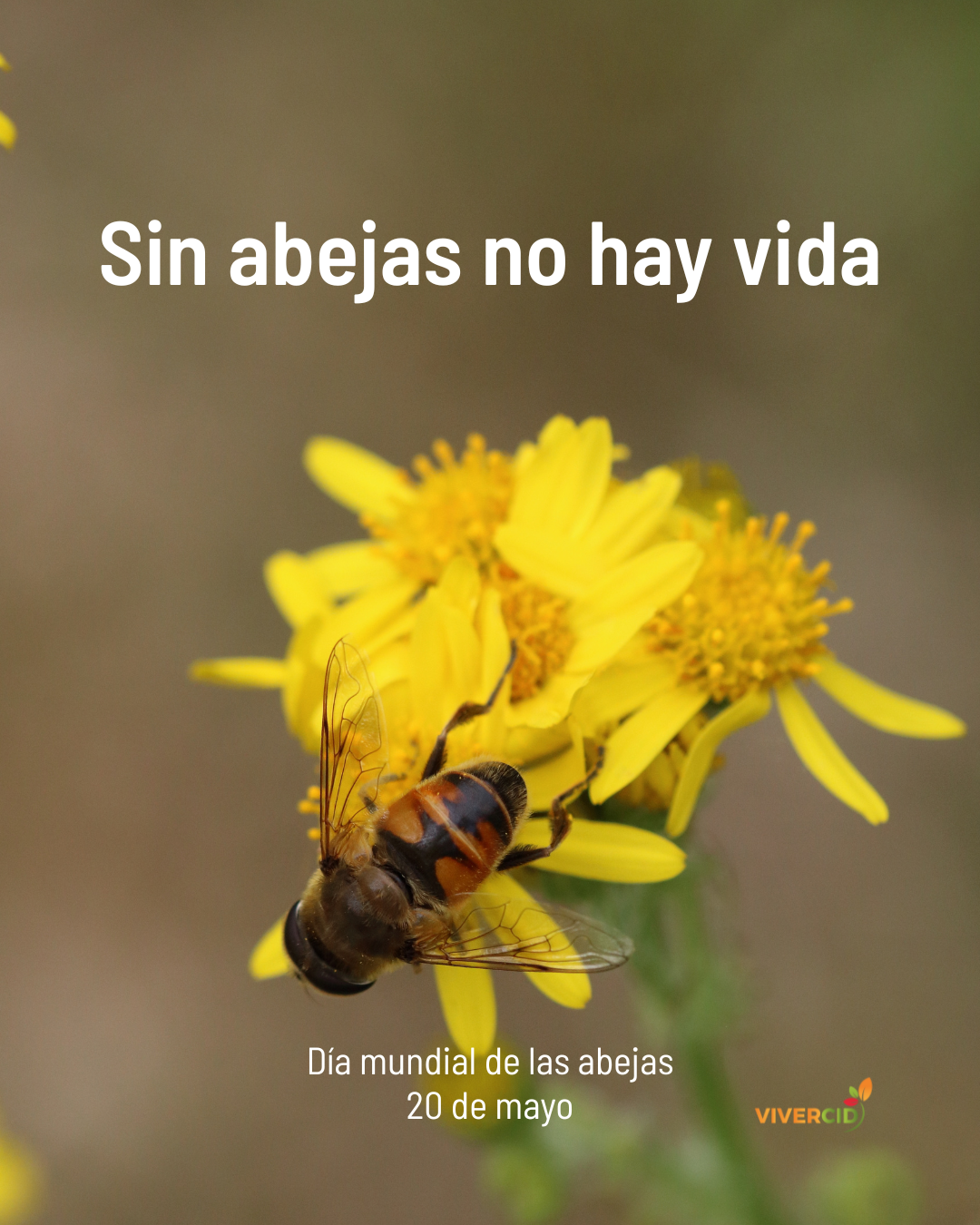 Día Mundial de las Abejas: ¡Polinización y Plantas que las Atraen ...