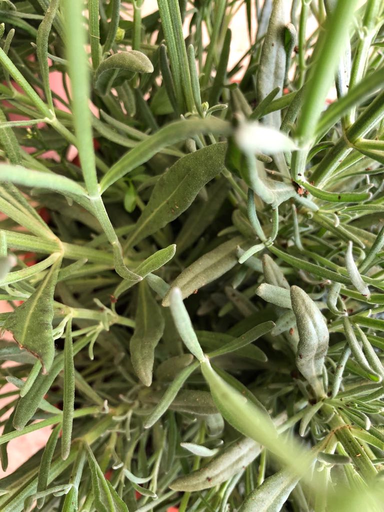 LA LAVANDA Y ALGUNAS DE SUS VARIEDADES - VIVERCID