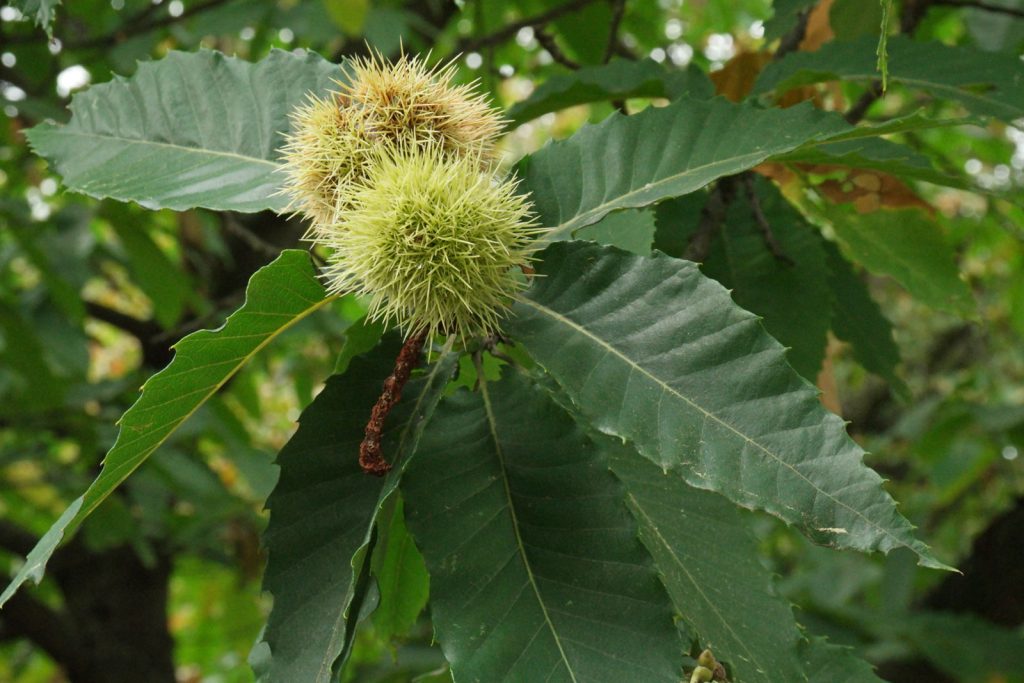 castanea_sativa_1 - Vivercid