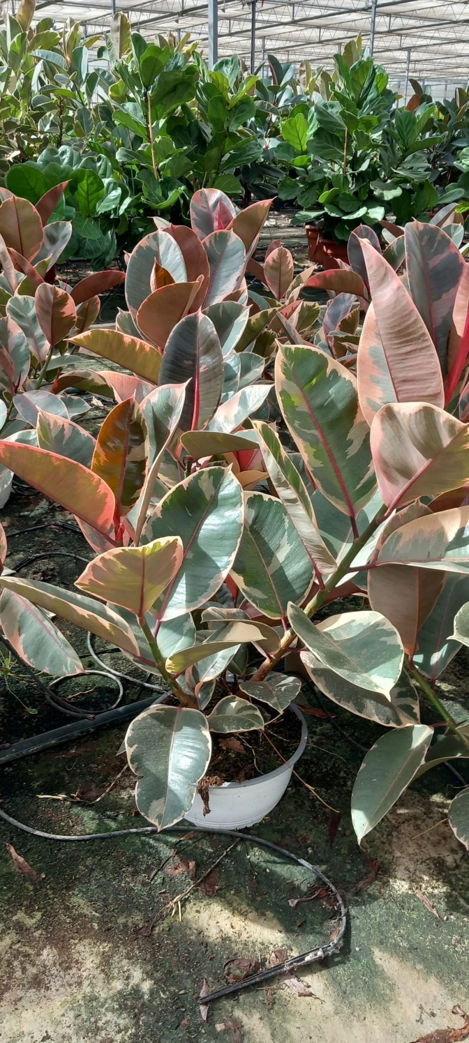 Plantas que necesitas este otoño - Vivercid