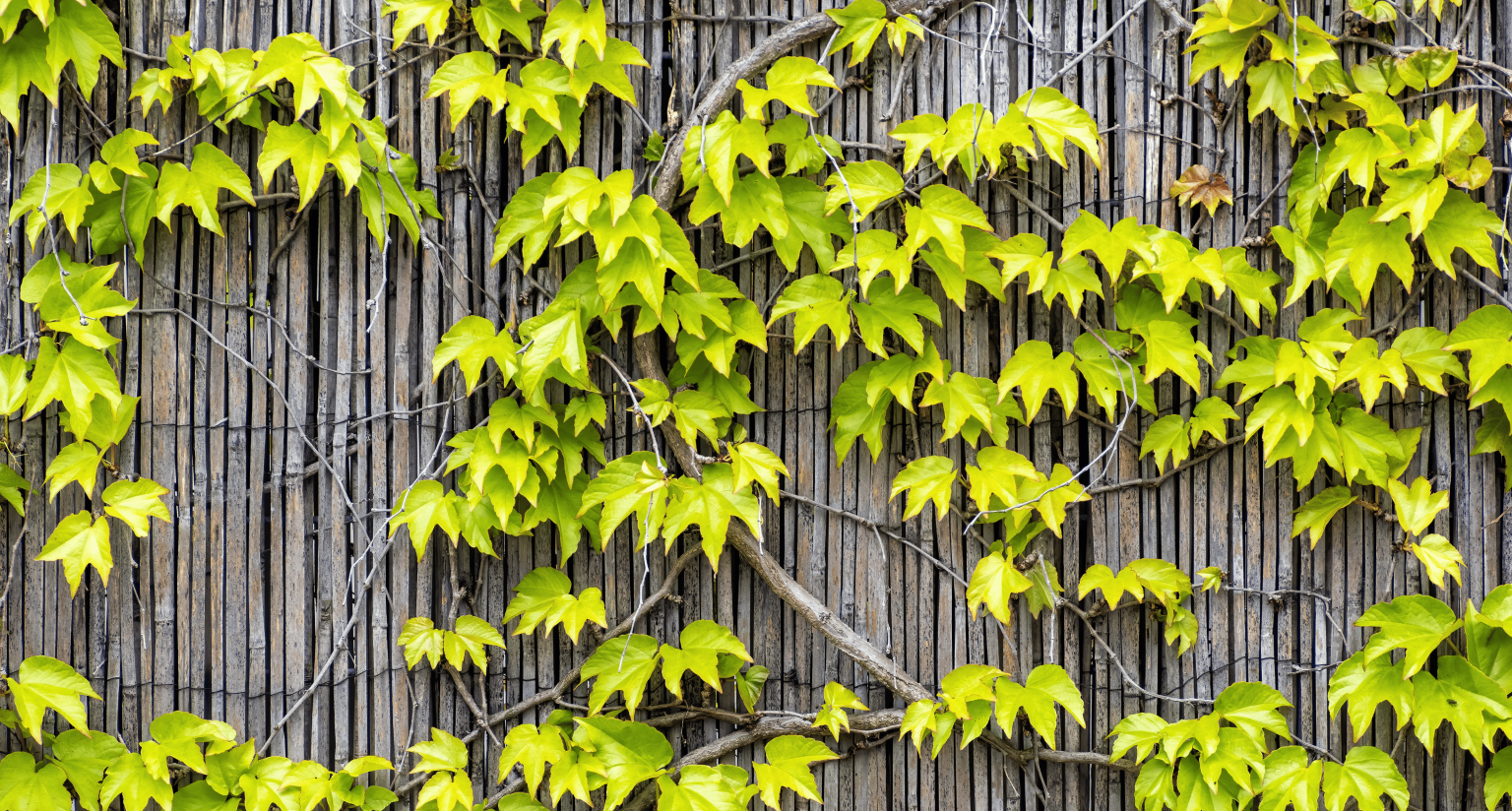 Plantas Trepadoras: Belleza Vertical que Transforma Tu Jardín - Vivercid