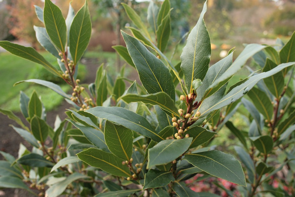 laurus nobilis - Vivercid