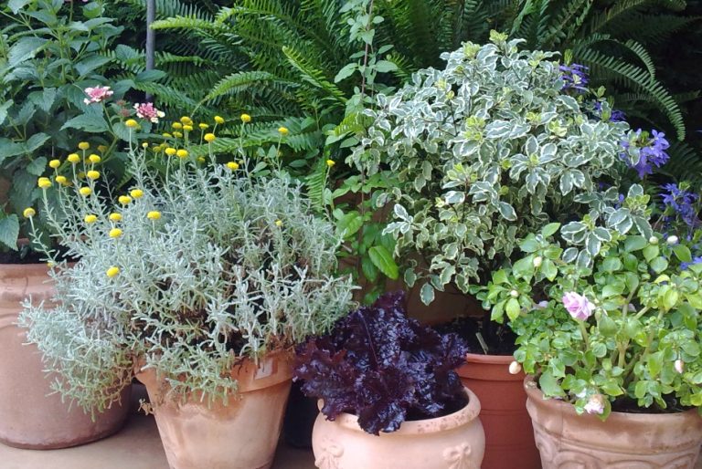 Como Cuidar Tus Plantas Cuando Estés De Vacaciones Vivercid