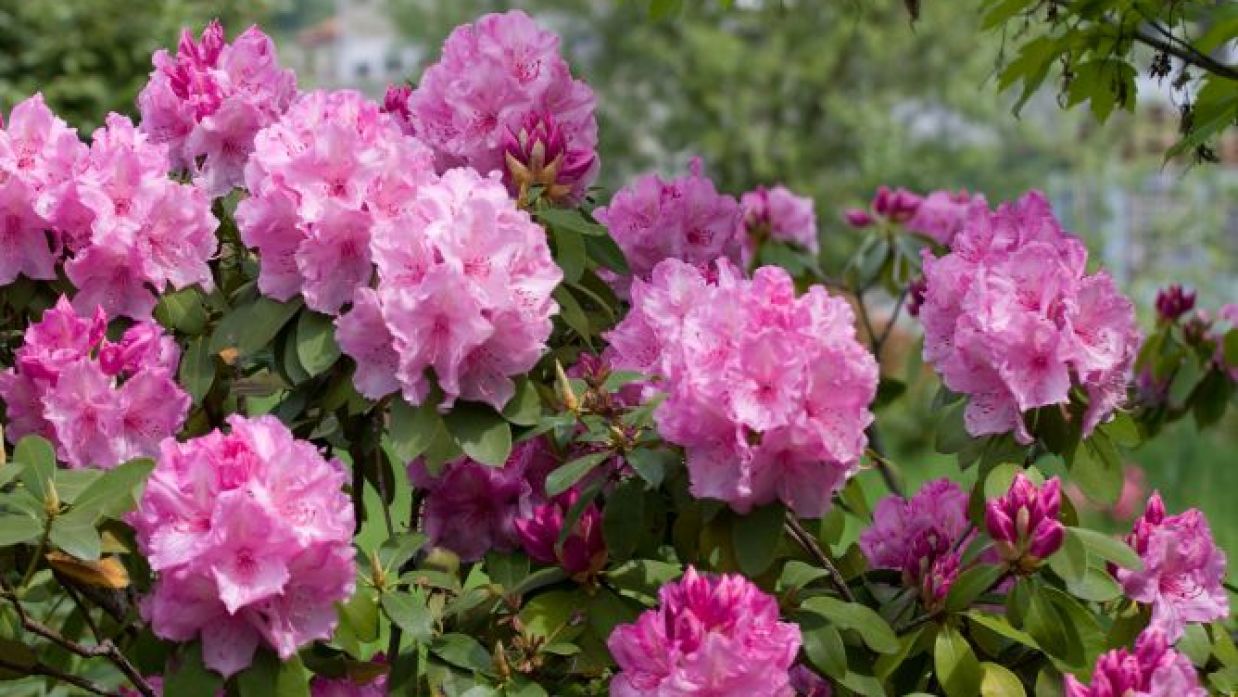 rododendro - Vivercid