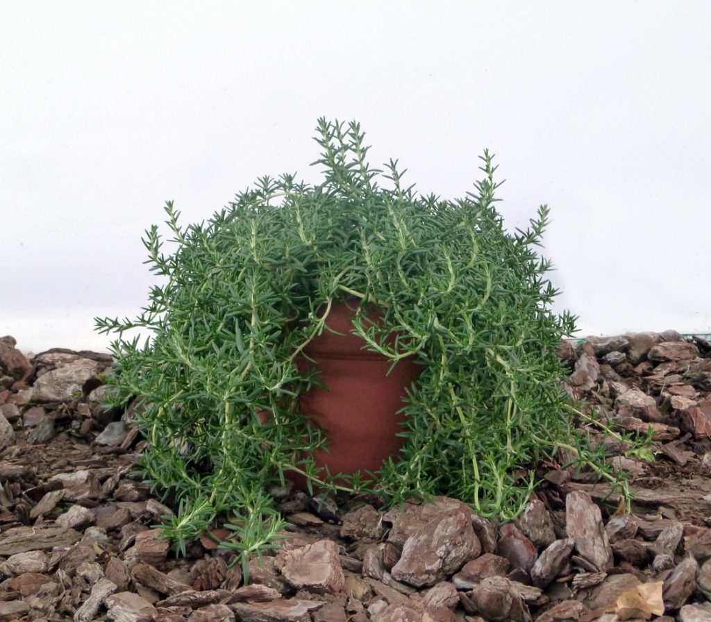 ROSMARINUS REPENS - Vivercid